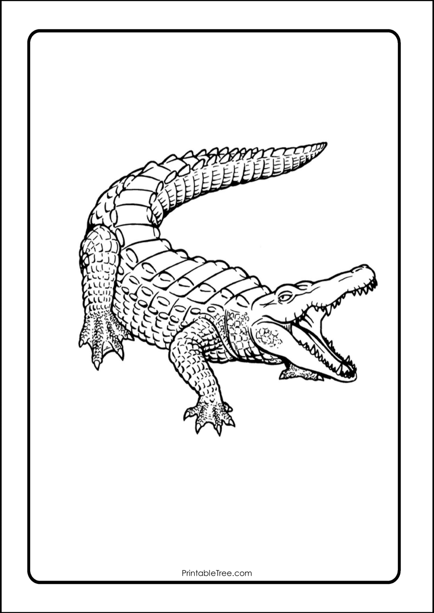Free Printable Alligator Coloring Pages PDF for Kids and Adults