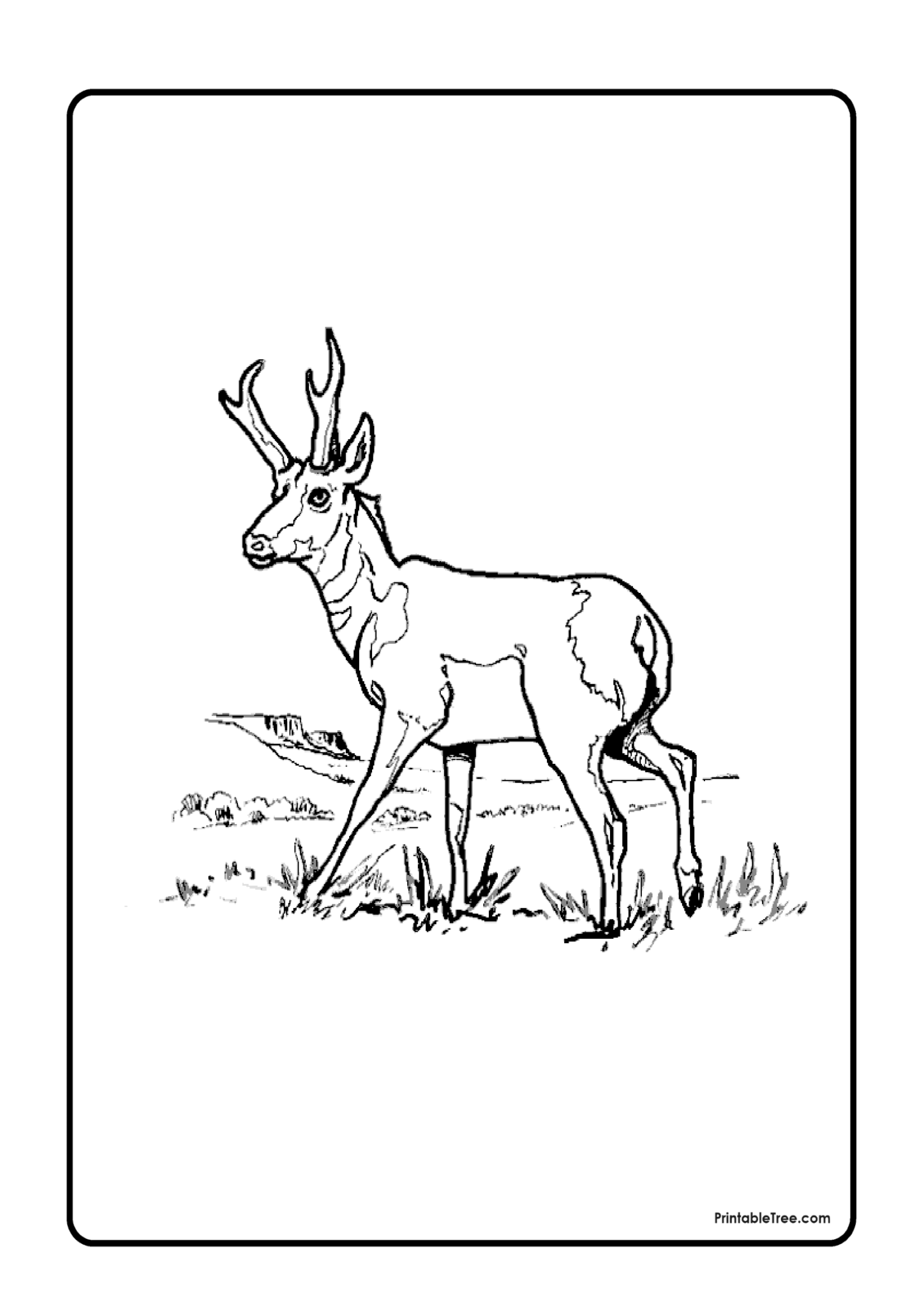 Free Printable Antelope Coloring Pages PDF for Kids and Adults